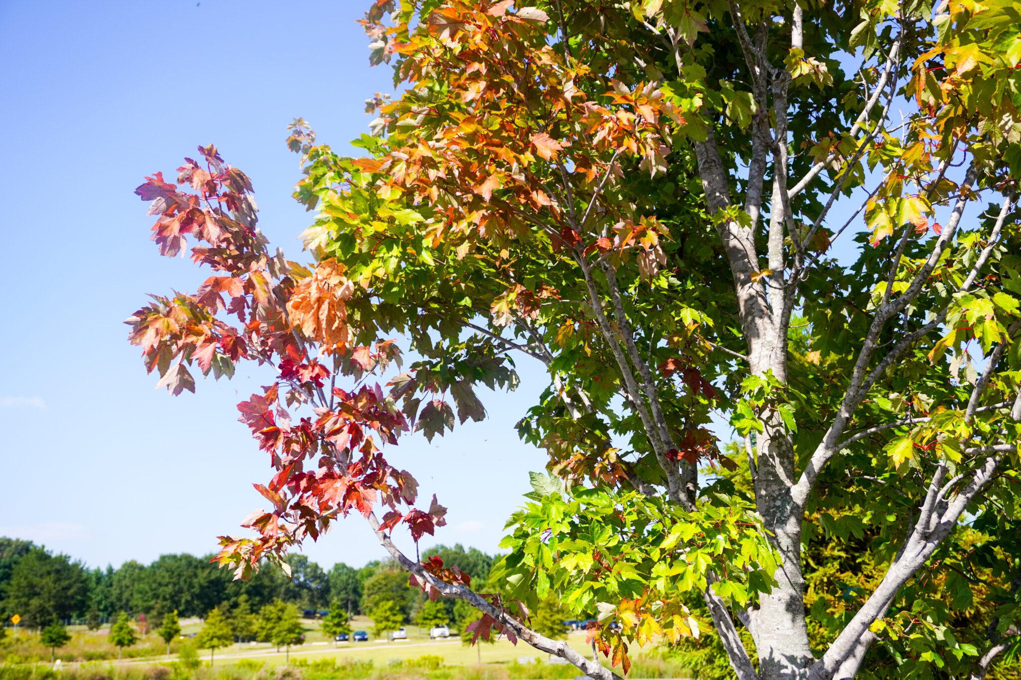 10 Things to Do in Memphis This Fall - We Are Memphis